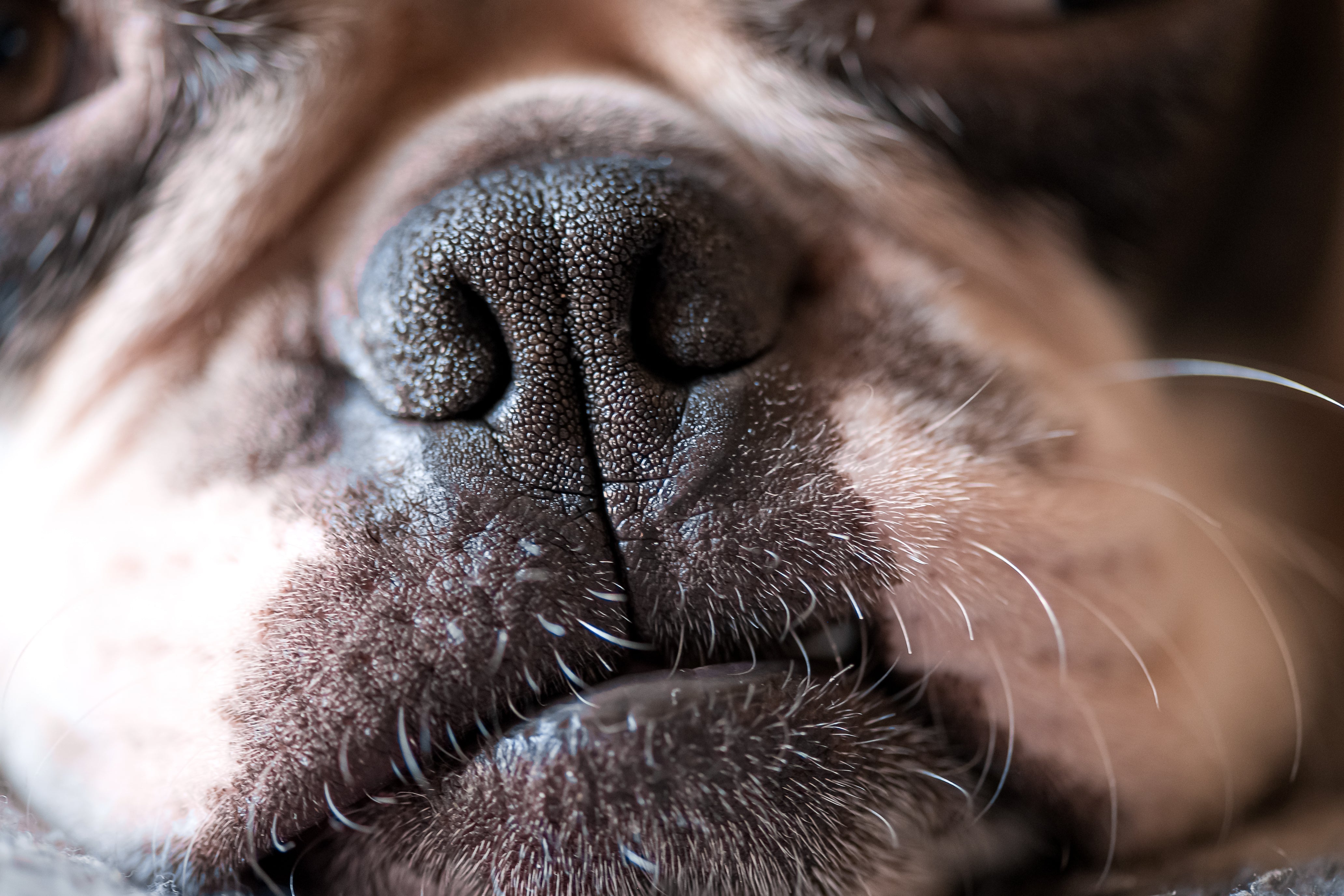 Snub-Nosed Dogs, BOAS, and RFGS – Optimal Selection