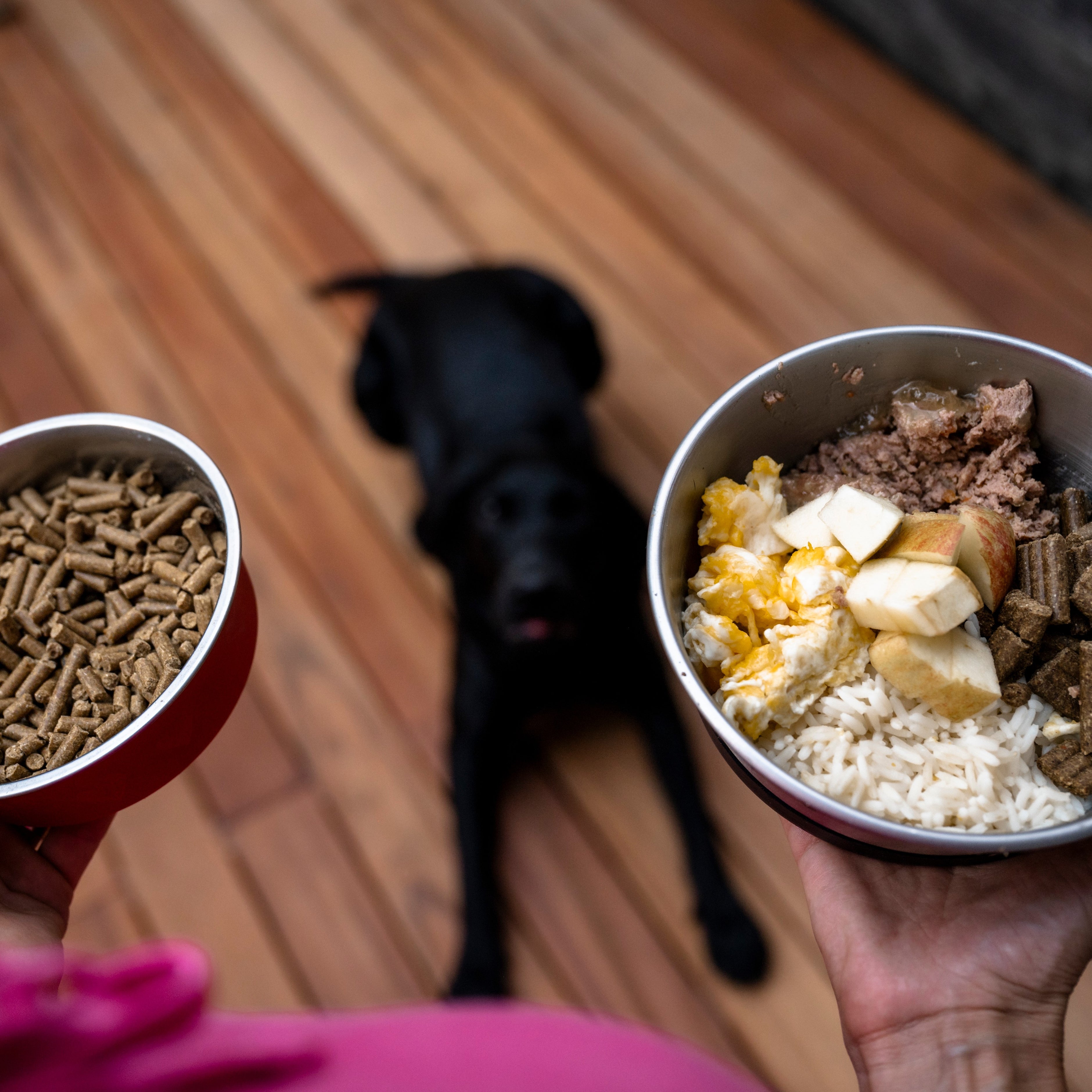 Understanding Food Allergies in Dogs: Causes, Signs, and Genetics ...