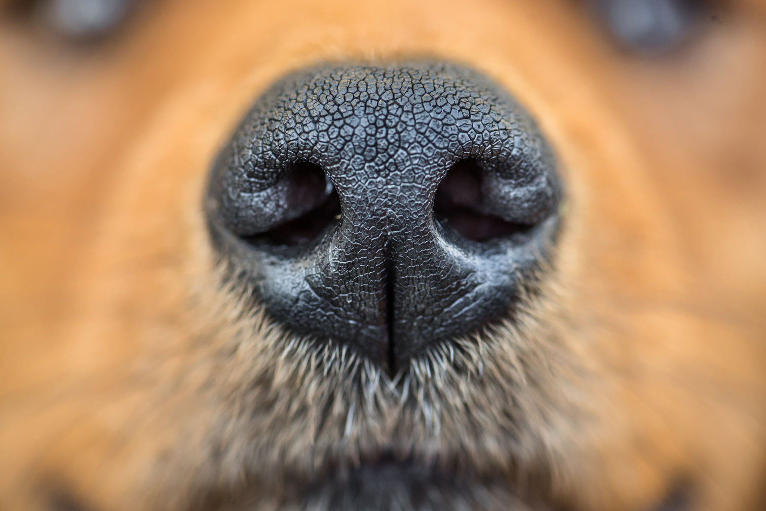 What Canine DNA Profiling Offers for Your Kennel – Optimal Selection