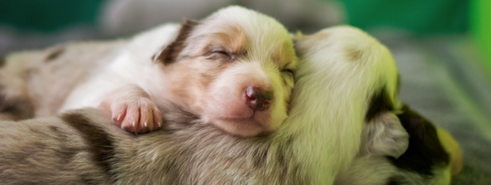 Our Science – Optimal Selection